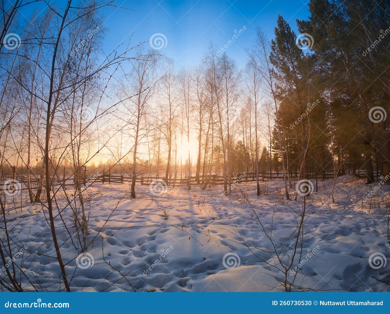 Sun Rays Streaming through Tree Trunks in a Snow-covered Birch Grove on ...