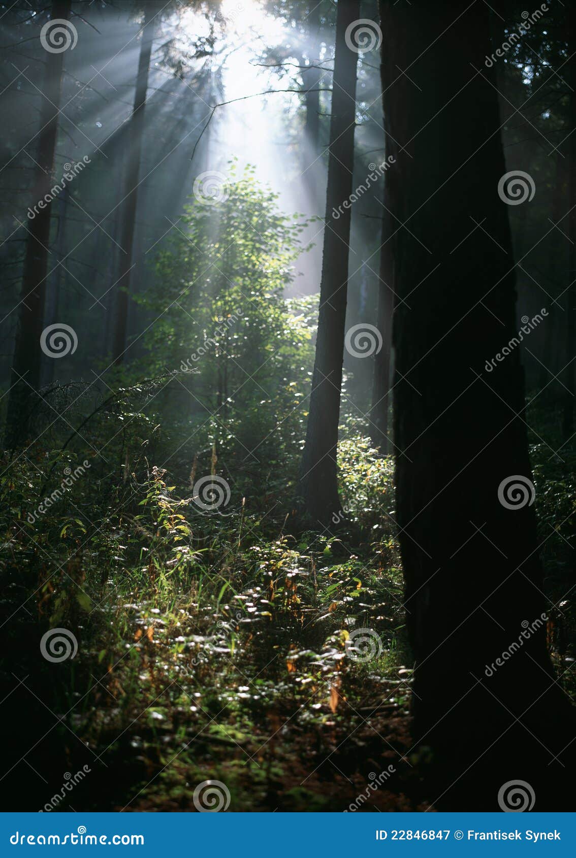 Sun rays in summer forest stock image. Image of mood - 22846847
