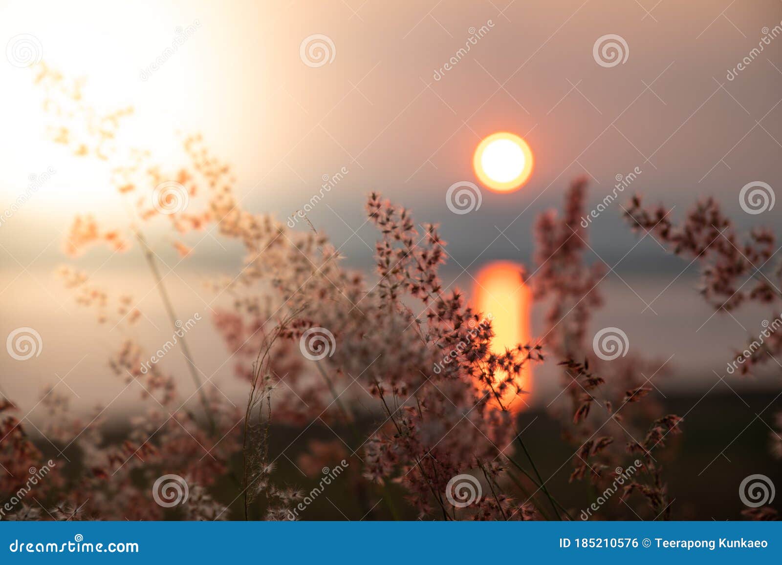 Sun Rays at Sunset through the Grass and Flowers Stock Photo - Image of ...