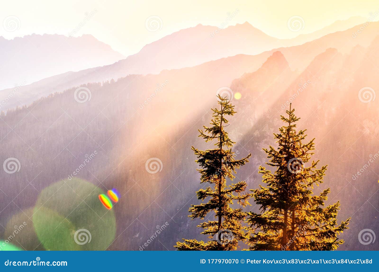 Sun Rays of Sunset Over the Mountains - Two Evergreen Trees in ...