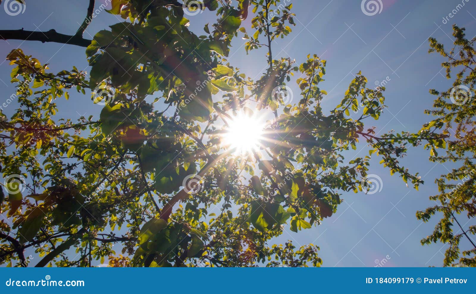 Sun Rays Between The Tree Stock Photo | CartoonDealer.com #39258222