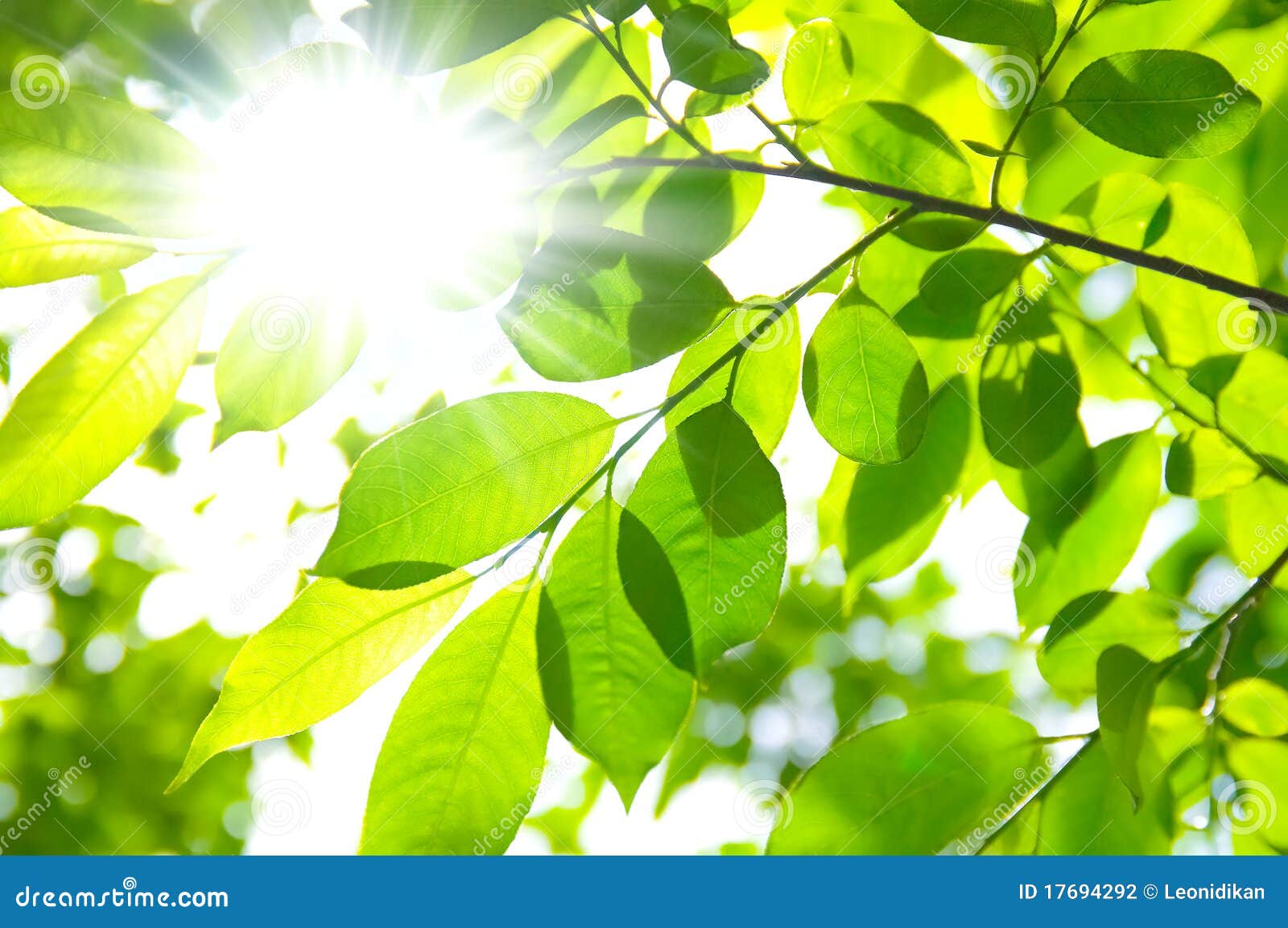 Sunlight Through Leaves