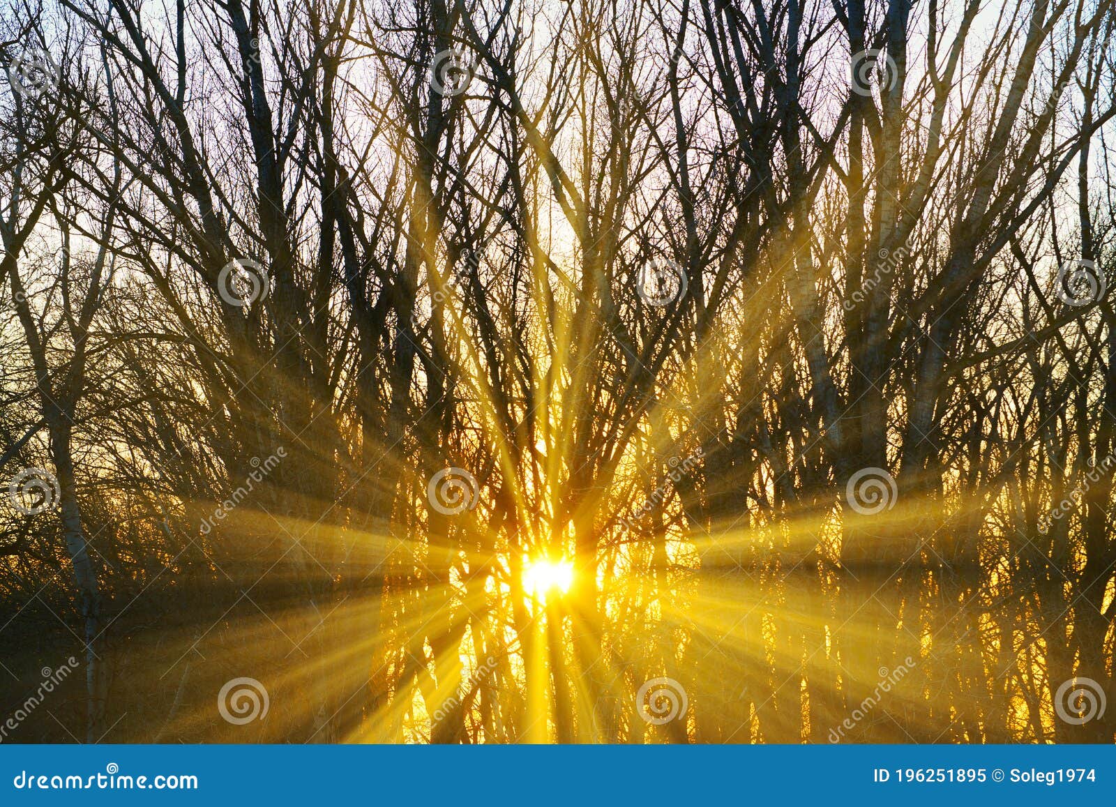 Sun Rays through a Tree Branches in Dark Autumn Forest at Sunset ...