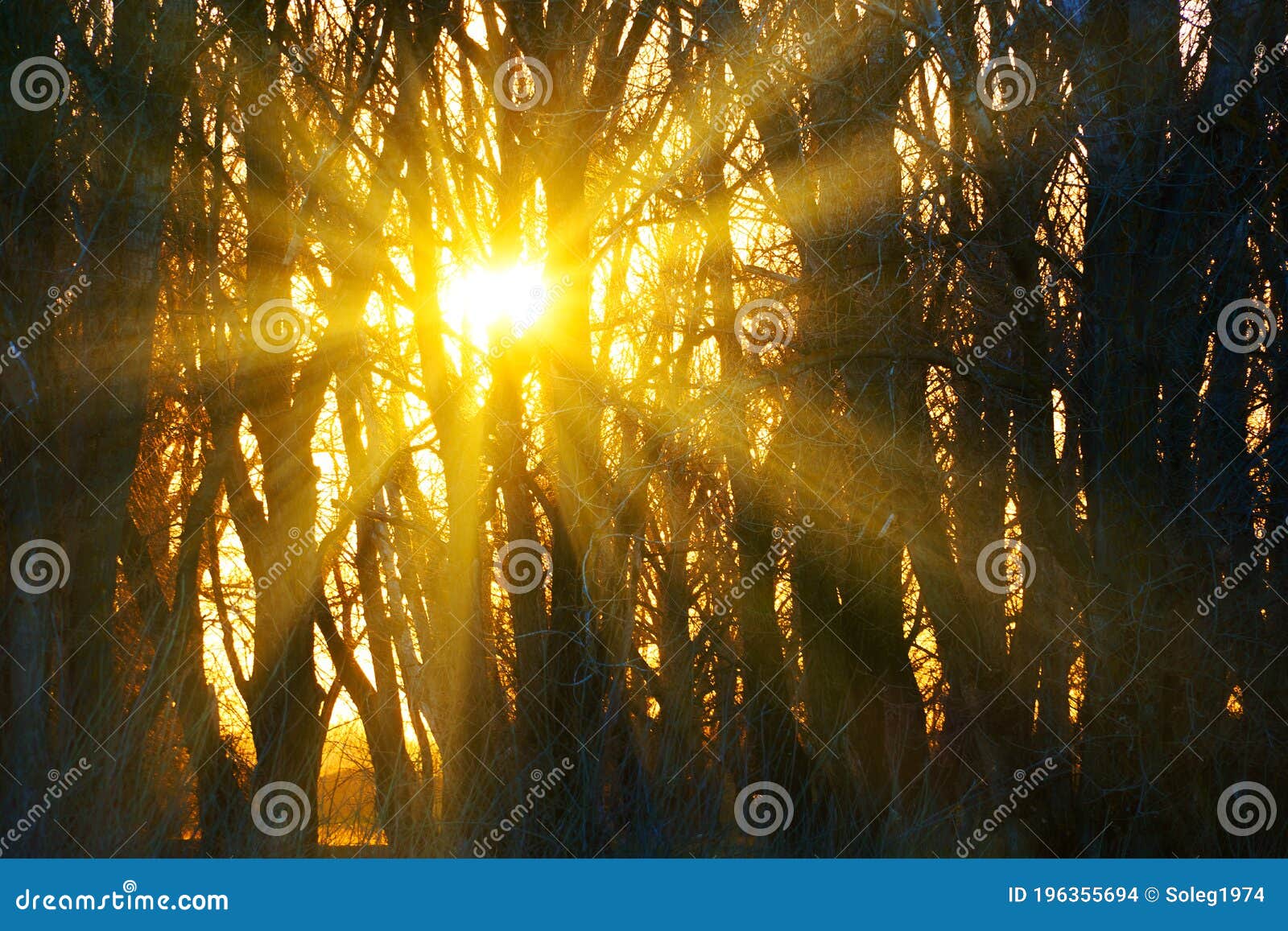 Sun Rays through a Tree Branches in Dark Autumn Forest at Sunset ...