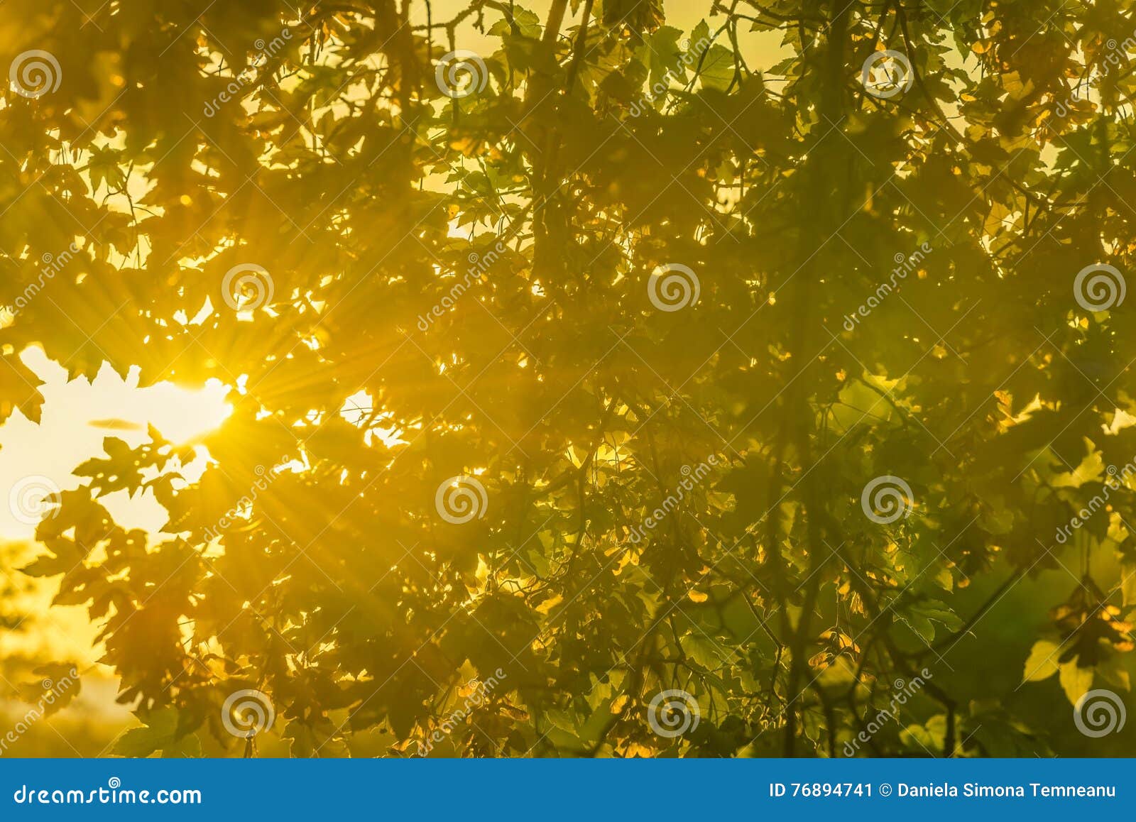 Sun Rays through Tree Branches and Leaves Stock Image - Image of twigs ...