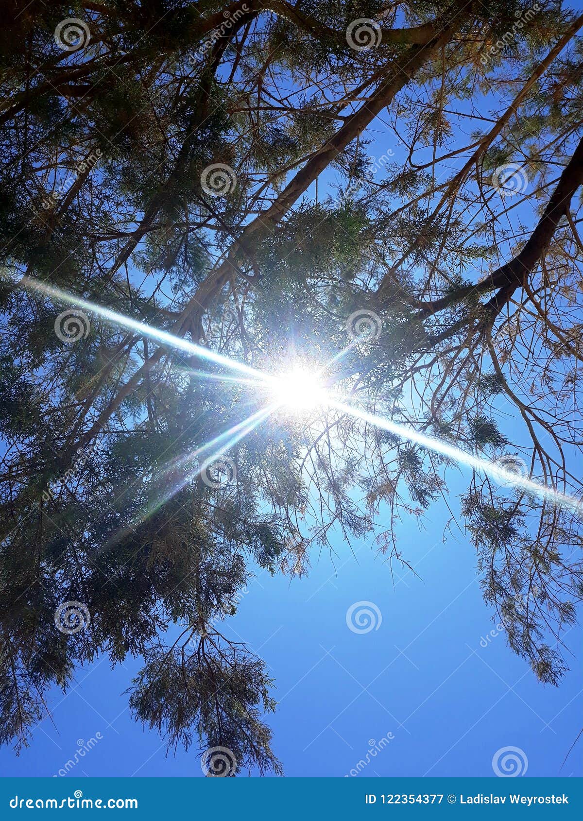 Sun Rays through Tree Branches Stock Image - Image of bright, rays ... Sun Rays through Tree Branches Stock Image - Image of bright, rays ...
