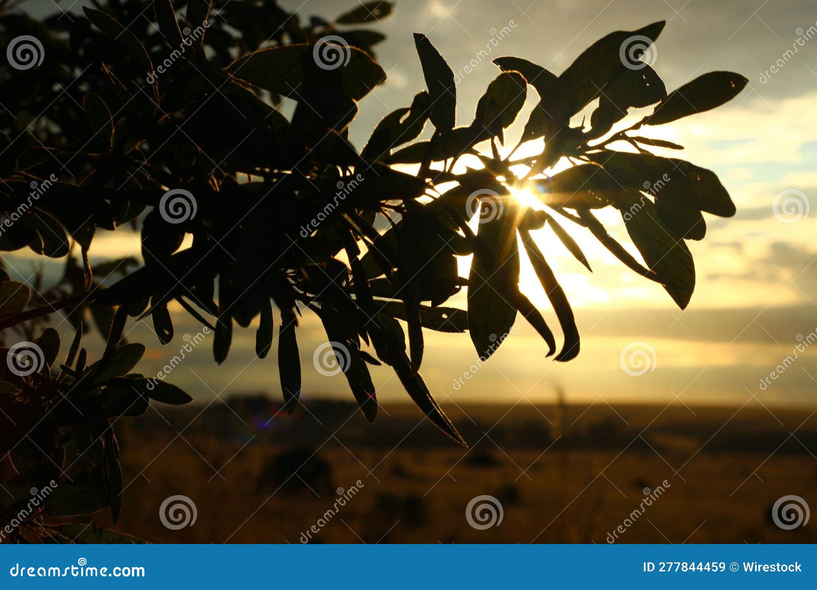 Sun Rays through Tree Leaves at Sunset. Stock Image - Image of sunbeams ...