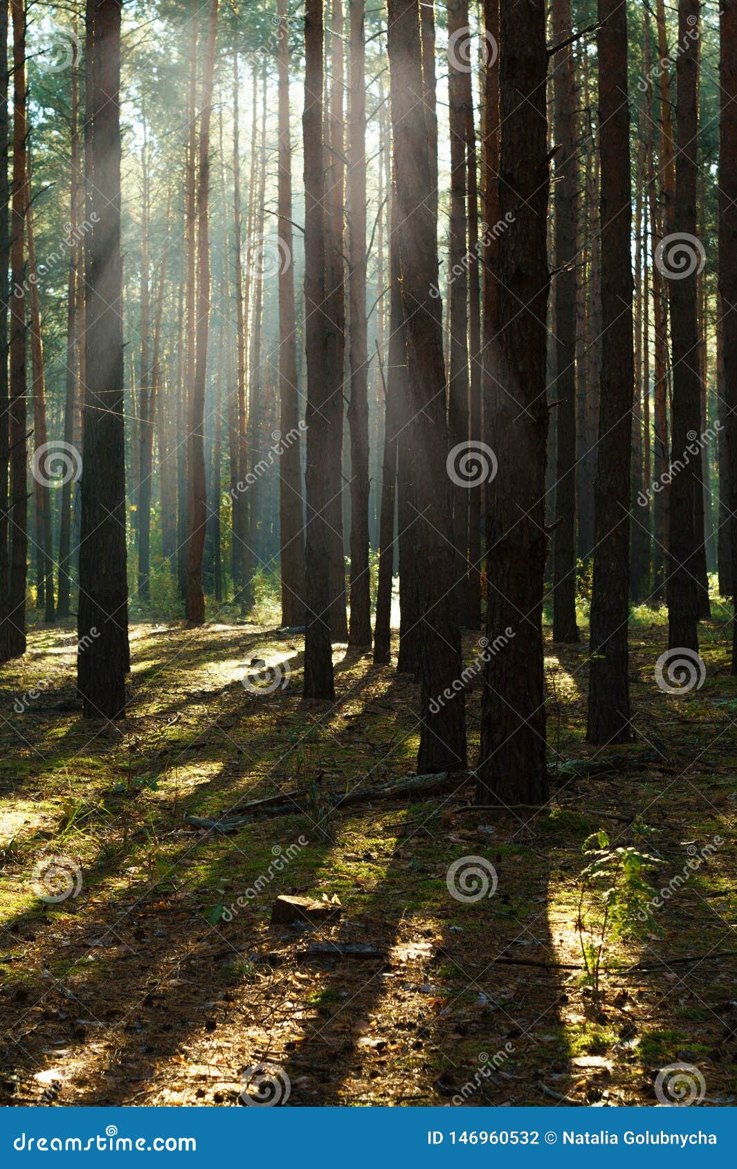 Sun Rays through Tree in a Pine Forest Stock Photo - Image of forest ...
