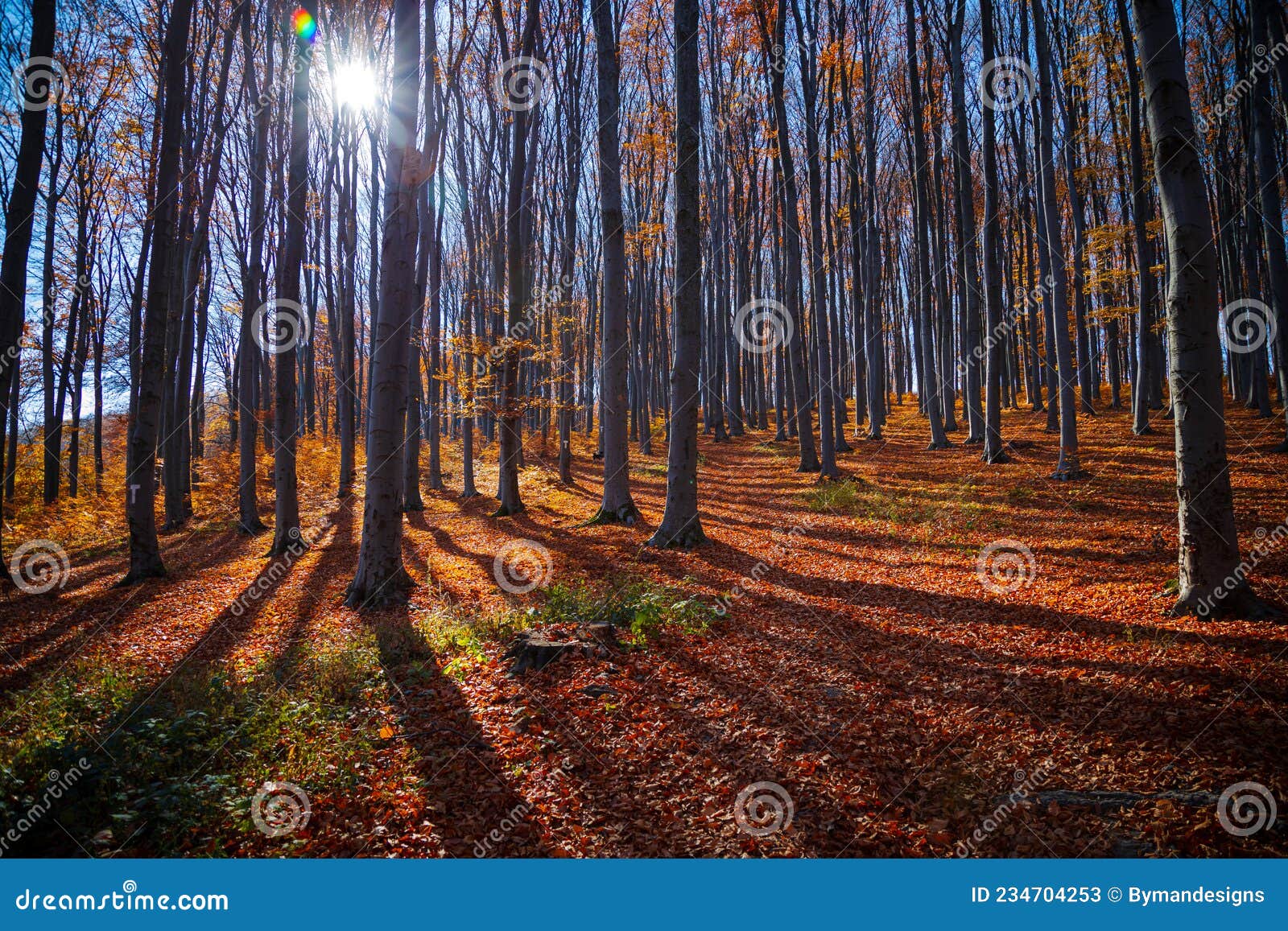 Sun Rays among Tree Silhouettes in a Fall Day Stock Image - Image of ...