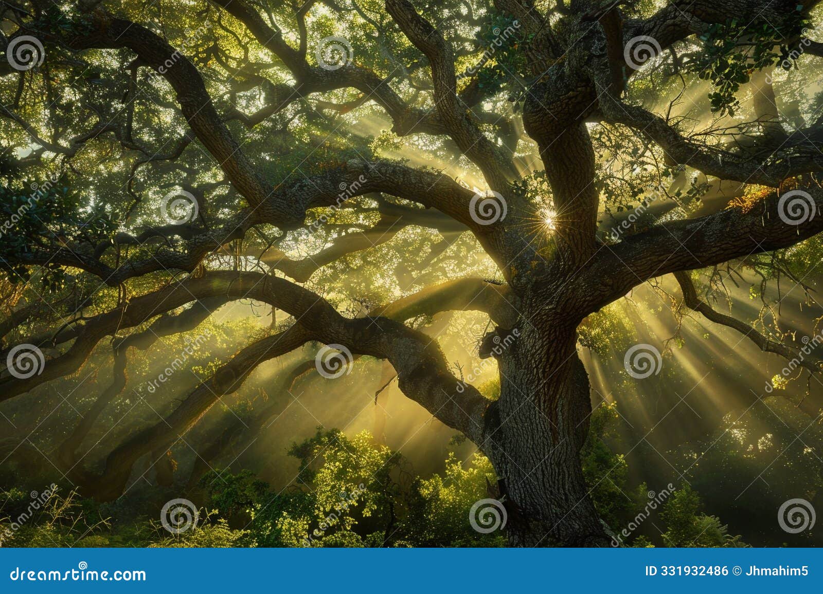 Sun Rays through Tree stock illustration. Illustration of growth ...