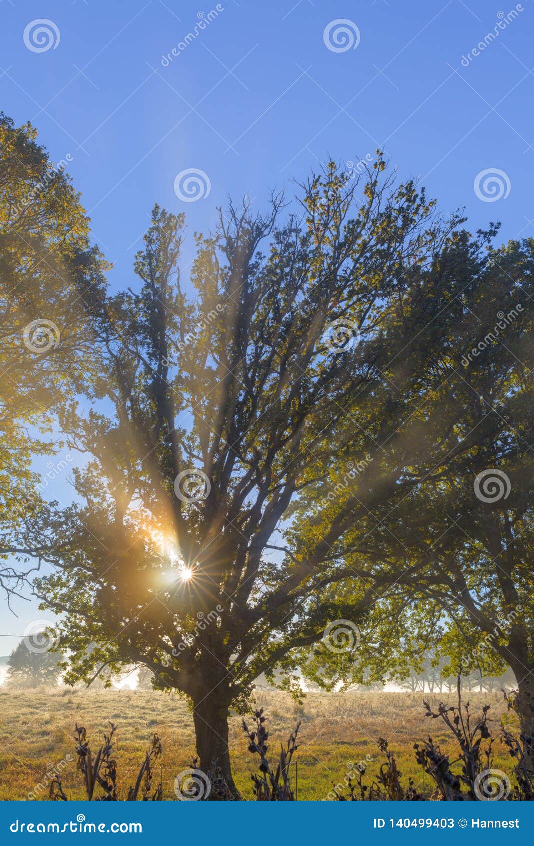 Sun Rays through the Tree at Sunrise Stock Image - Image of color, tree ...
