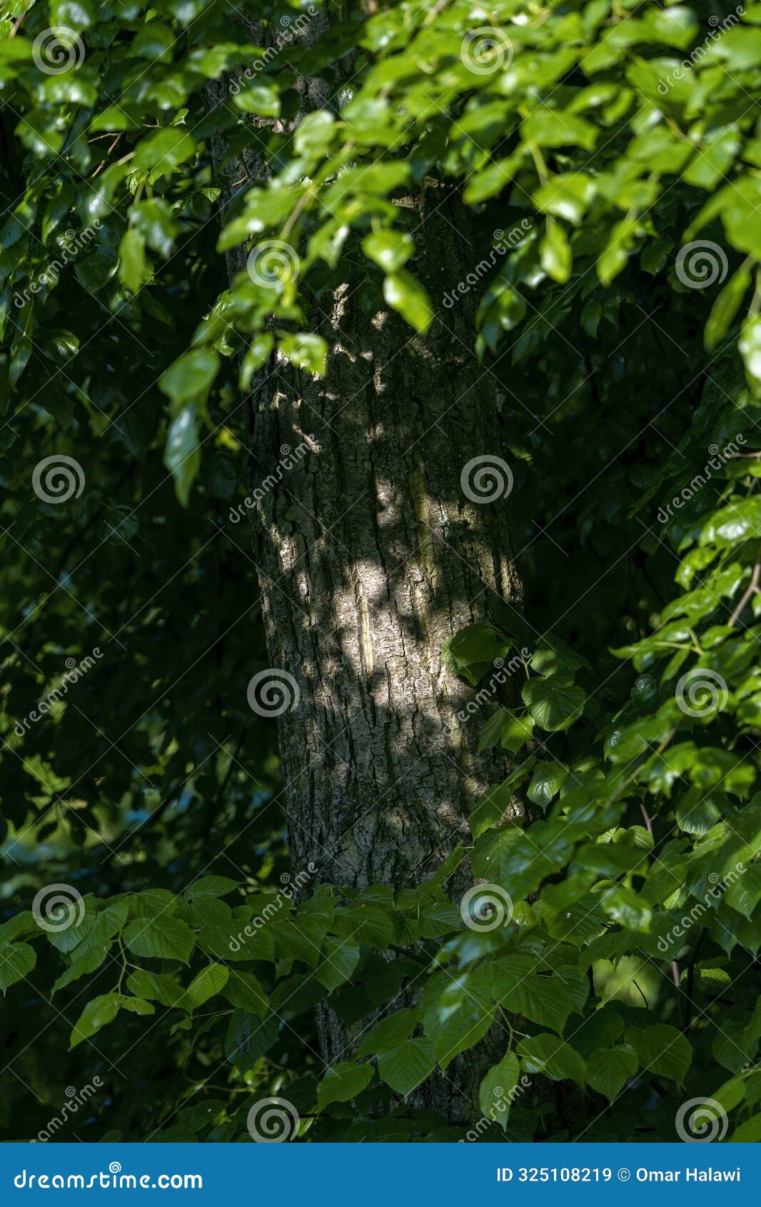 Sun Rays on a Tree Trunk Surrounded by Green Leaves Stock Image - Image ...