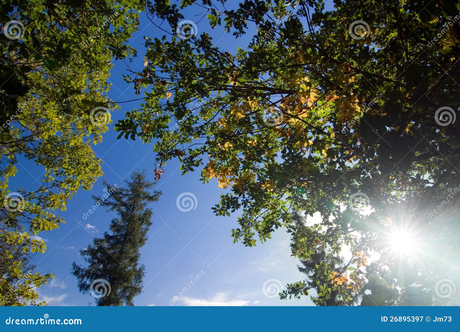 Sun rays through the trees stock image. Image of bright - 26895397