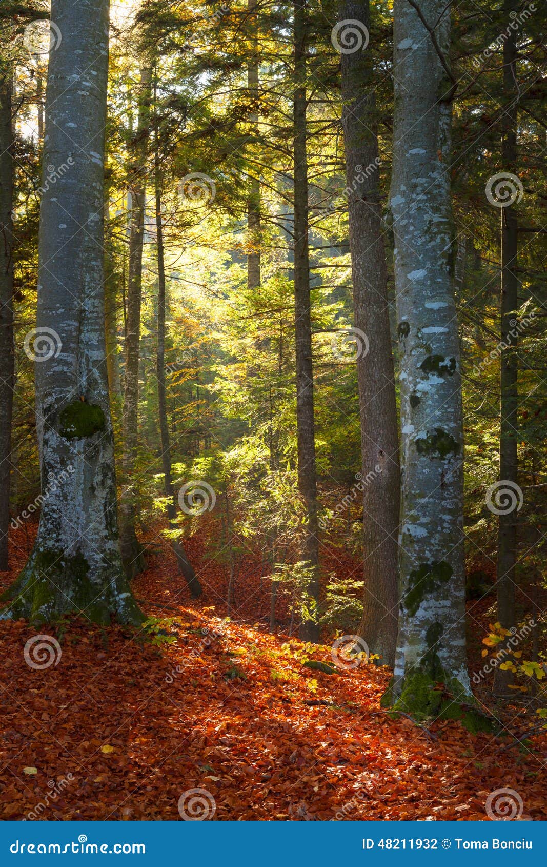 Sun Rays through the Trees in Autumn Forest Stock Photo - Image of ...