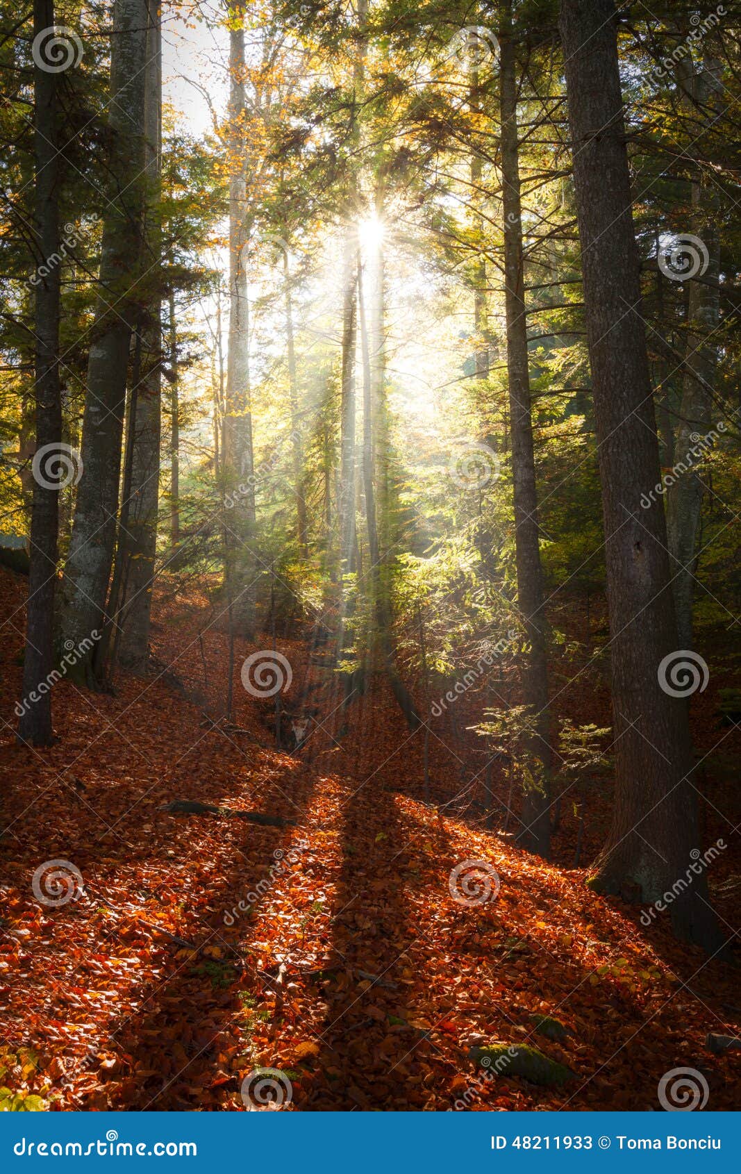Sun Rays through the Trees in Autumn Forest Stock Image - Image of ...