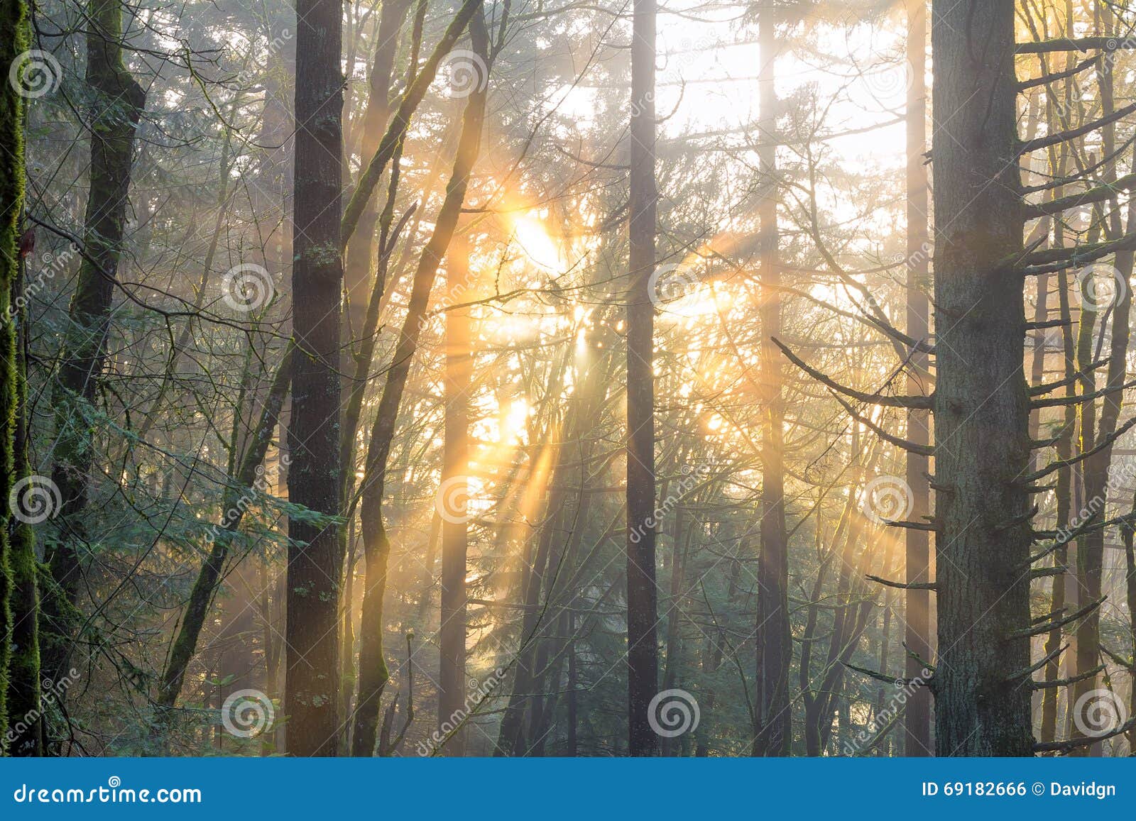 Sun Rays through the Trees stock photo. Image of united - 69182666