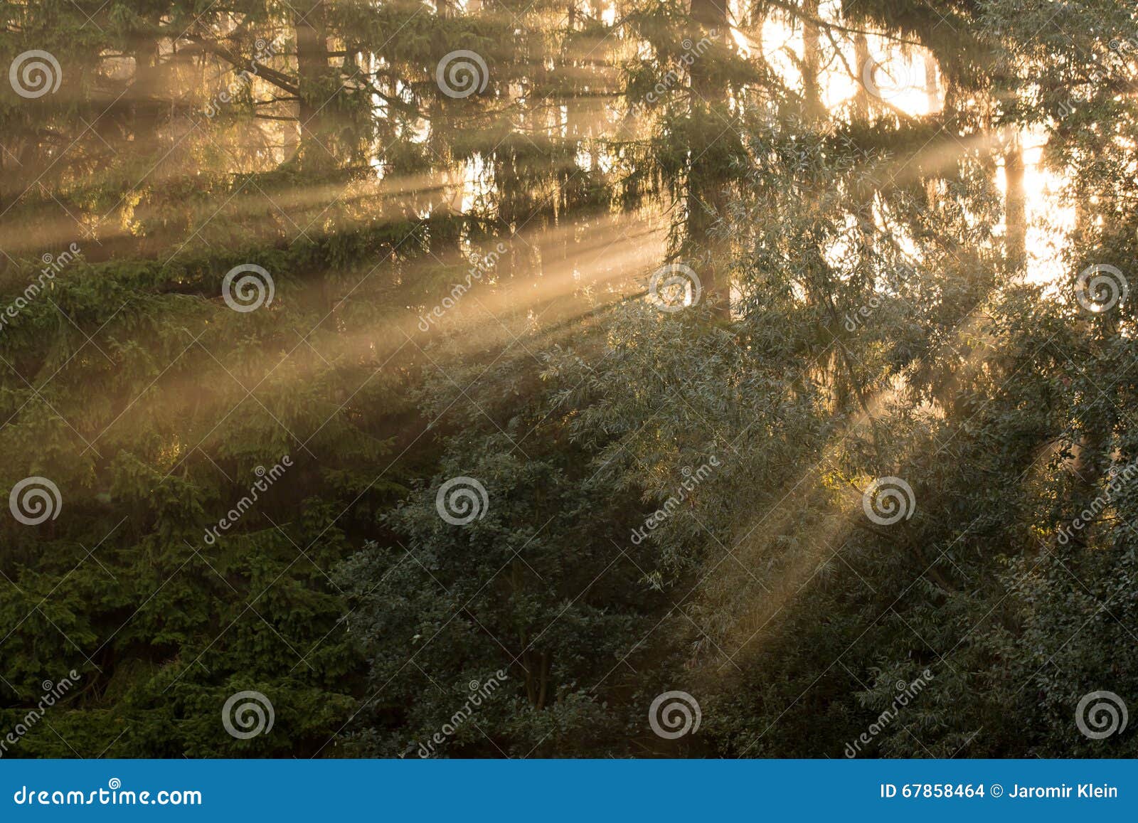 Sun Rays in Trees Early Morning Stock Photo - Image of color, grass ...