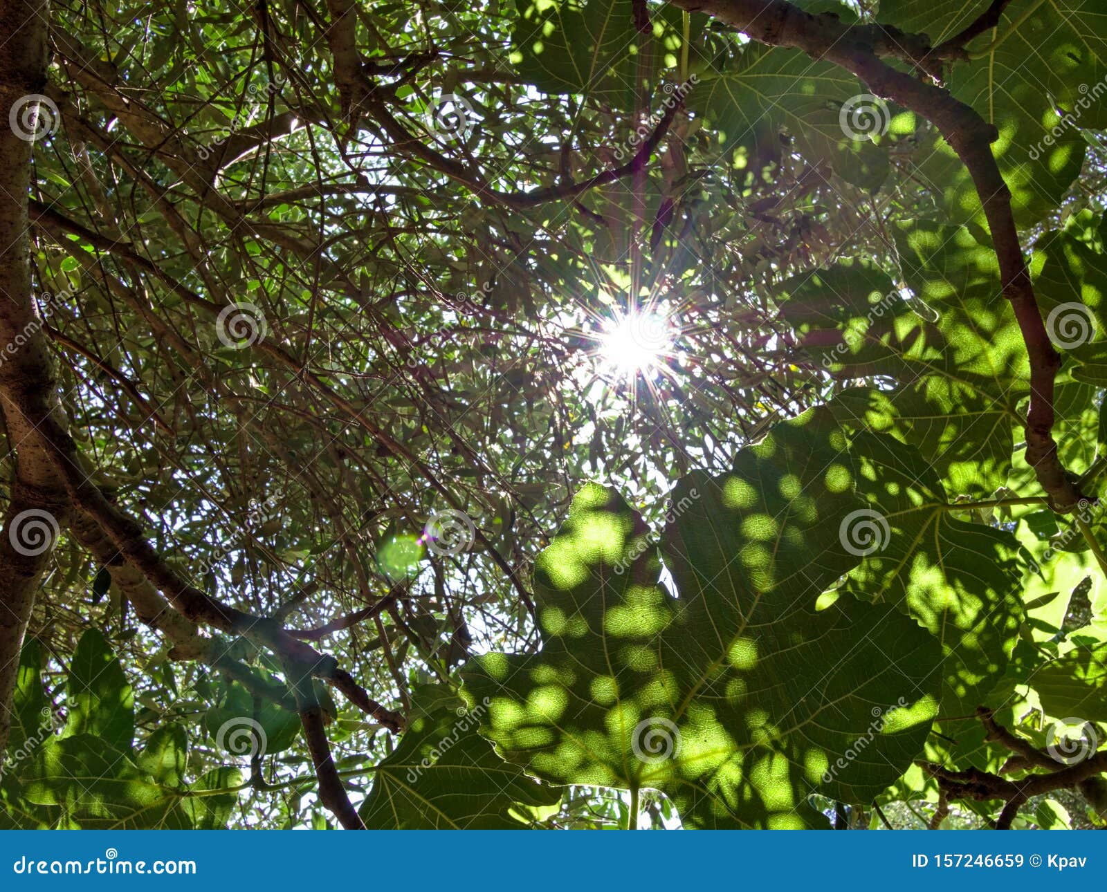 Sun Rays through Trees Foliage Stock Image - Image of backlight ...