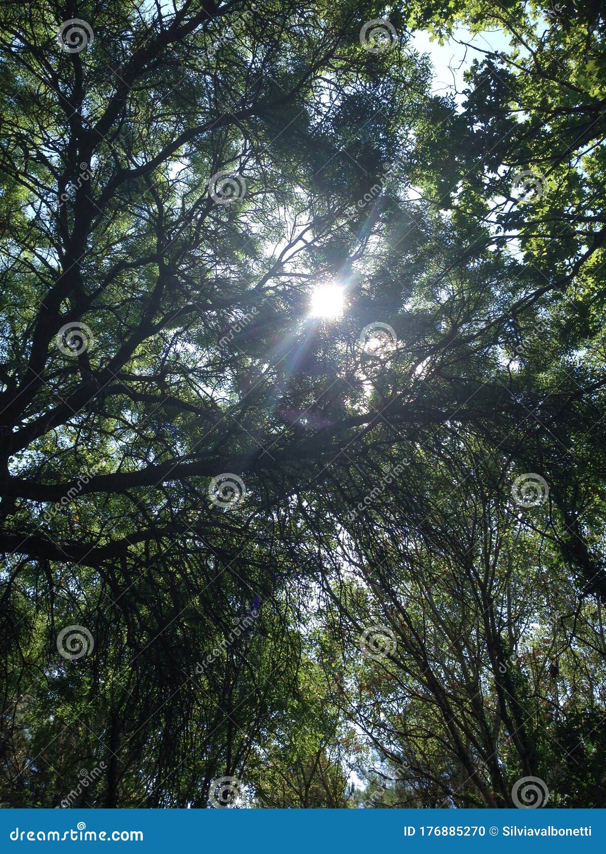 Sun rays through the trees stock photo. Image of tree - 176885270