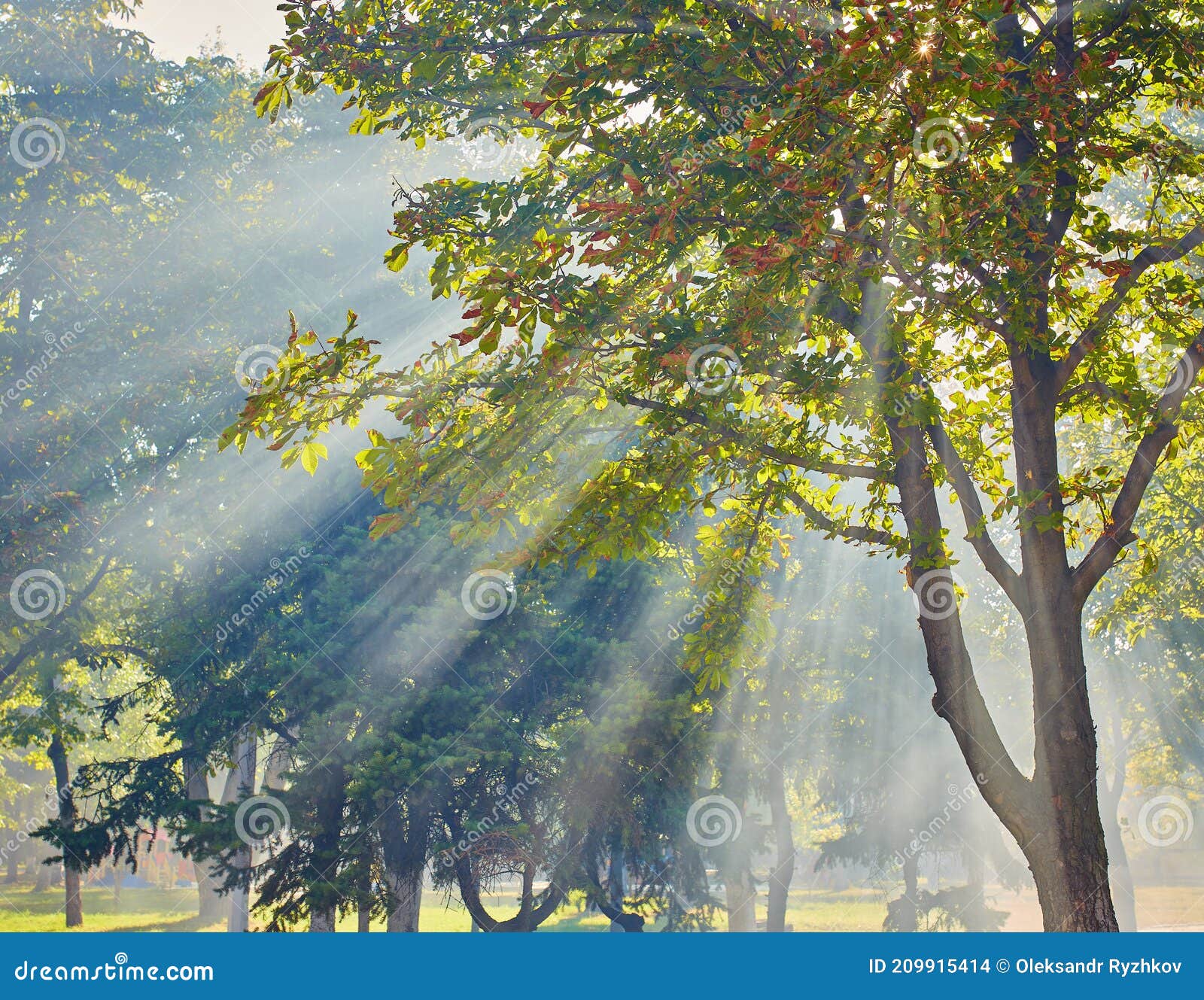 Sun rays through the trees stock photo. Image of light - 209915414