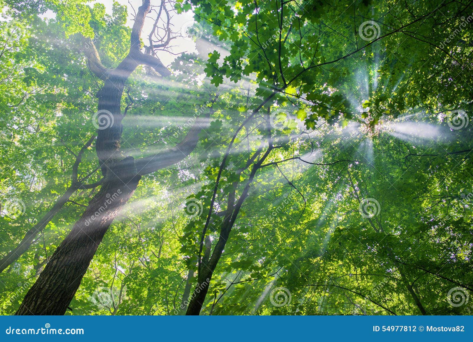 Sun rays through the trees stock photo. Image of seasons - 54977812