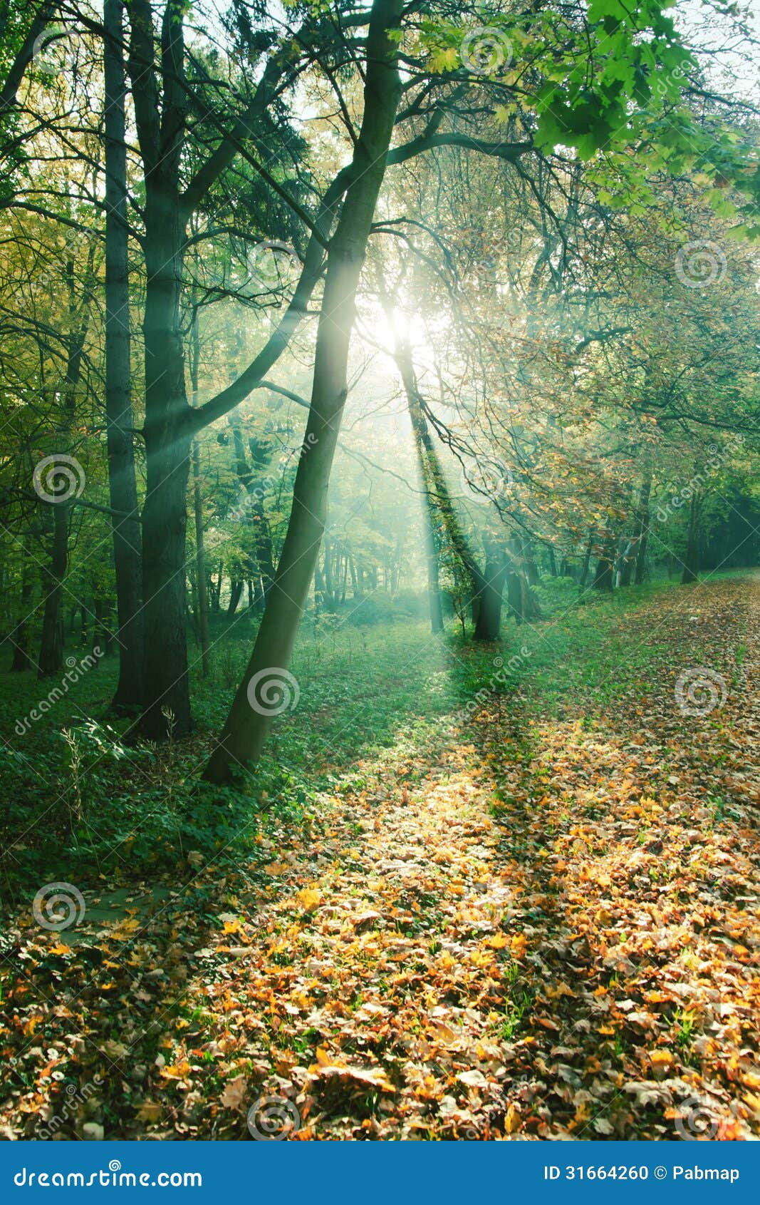 Sun Rays between Trees in Forest Stock Photo - Image of branches ...