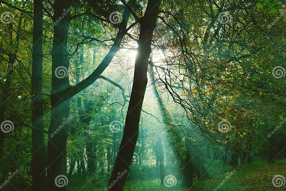 Sun Rays between Trees in Forest Stock Image - Image of mystic ...