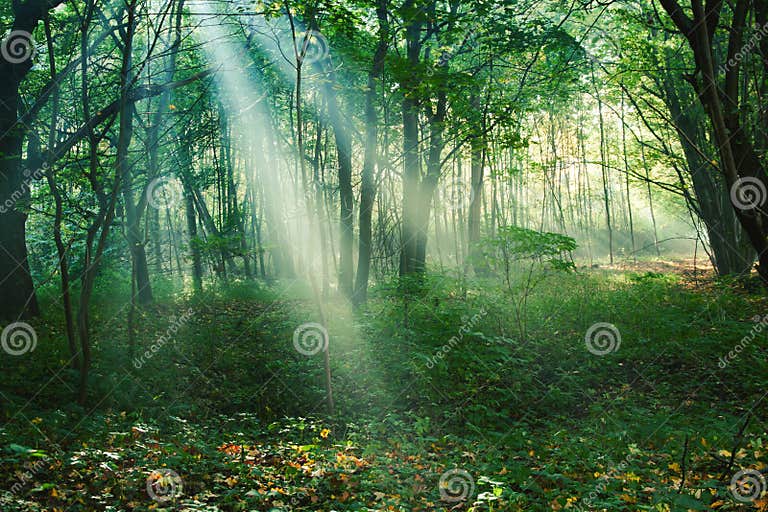 Sun Rays between Trees in Forest Stock Photo - Image of forest, nature ...