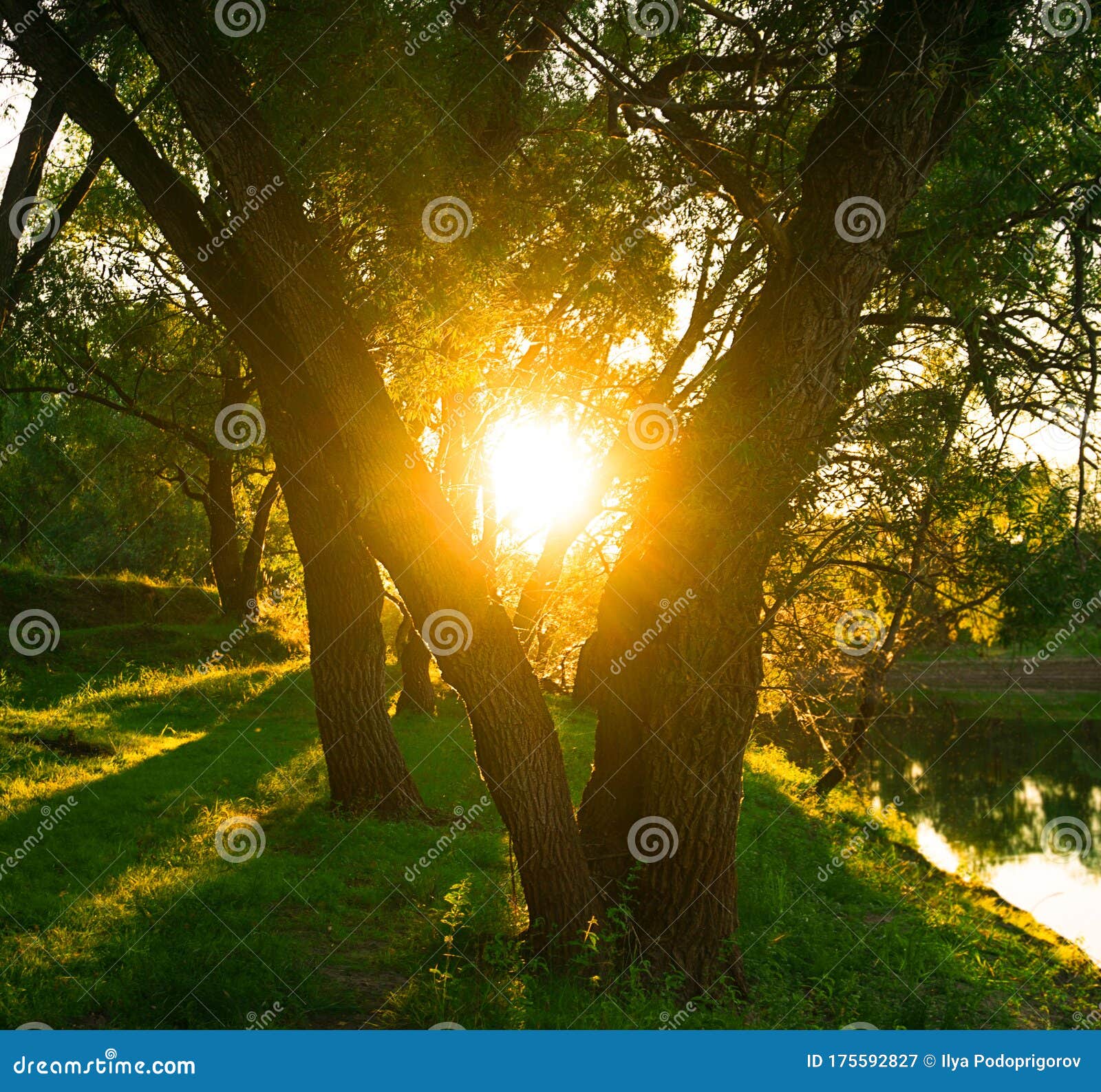 Sun Rays through Trees Landscape Stock Image - Image of summer, green ...
