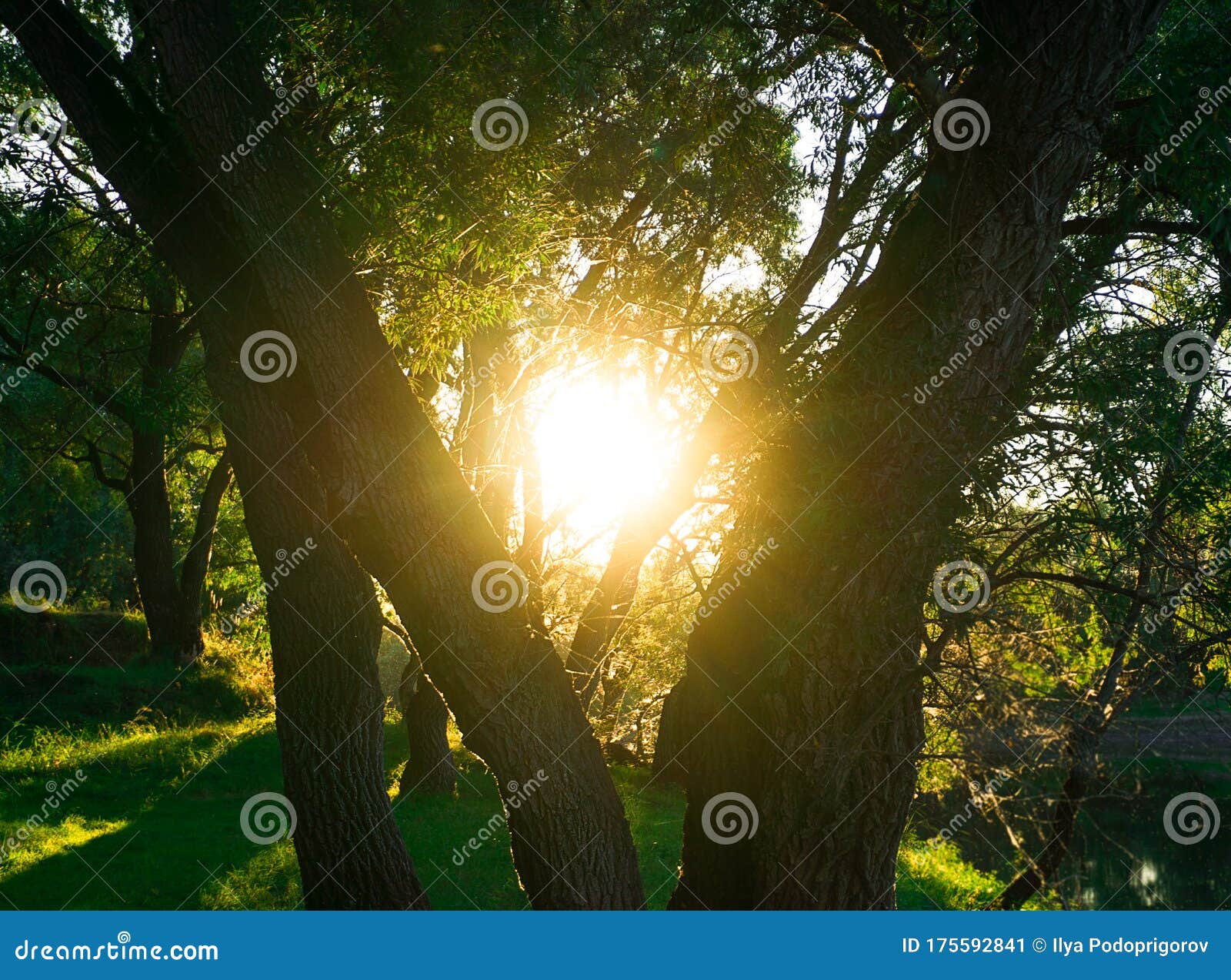 Sun Rays through Trees Landscape Stock Image - Image of leaf, green ...