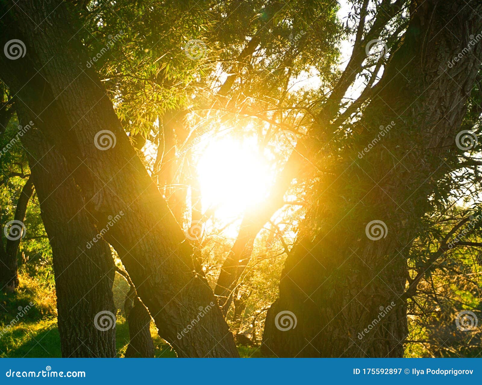 Sun Rays through Trees Landscape Stock Image - Image of leaves, sunny ...