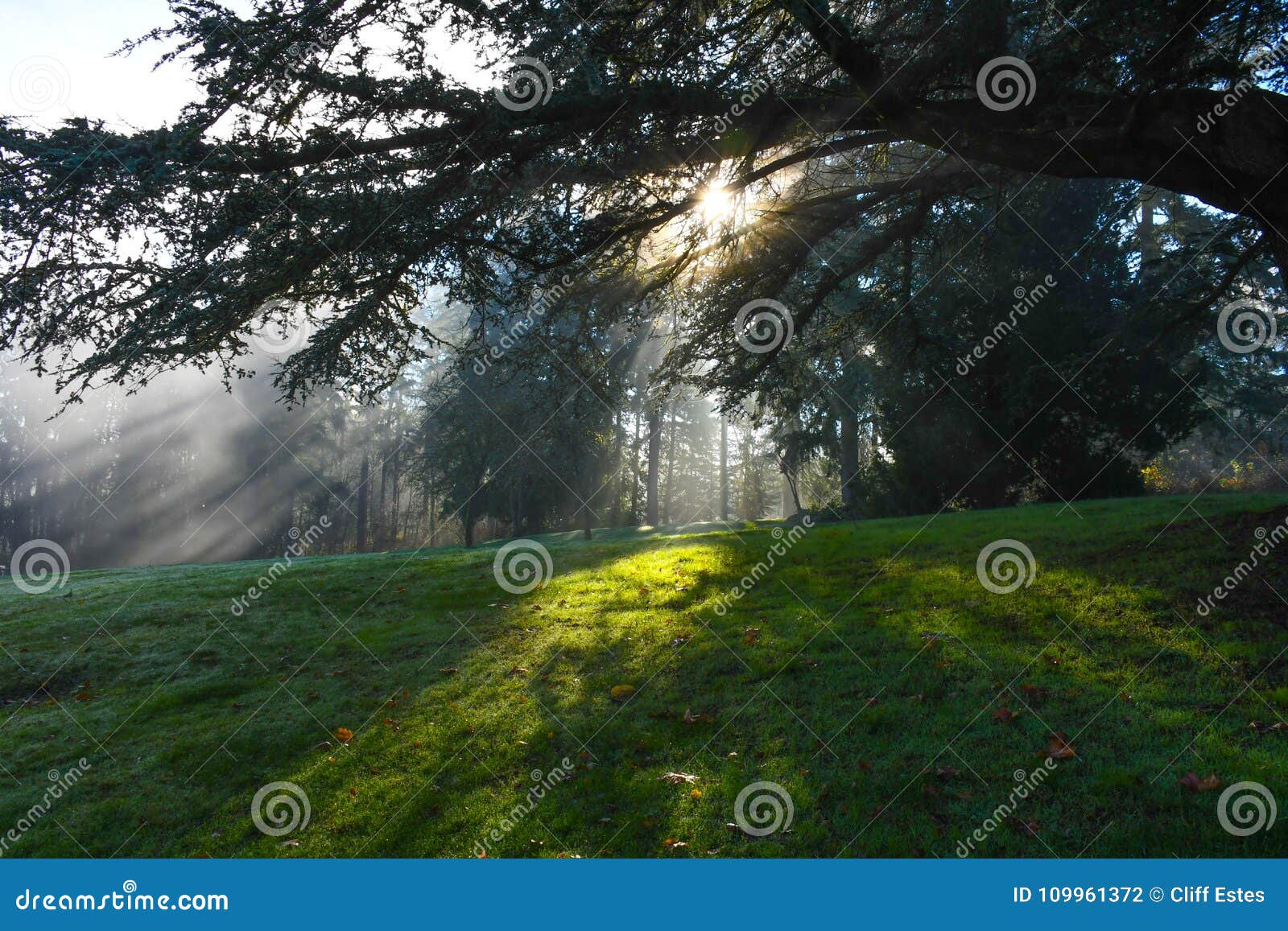 Sun rays through trees stock photo. Image of mystery - 109961372