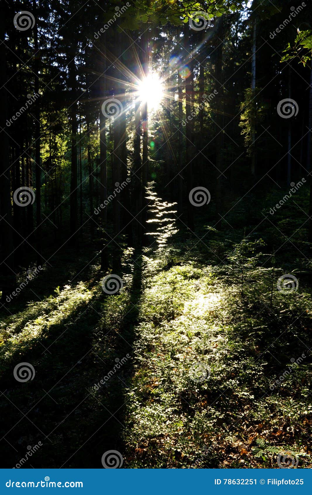 Sun rays through trees stock image. Image of sunlit, daytime - 78632251