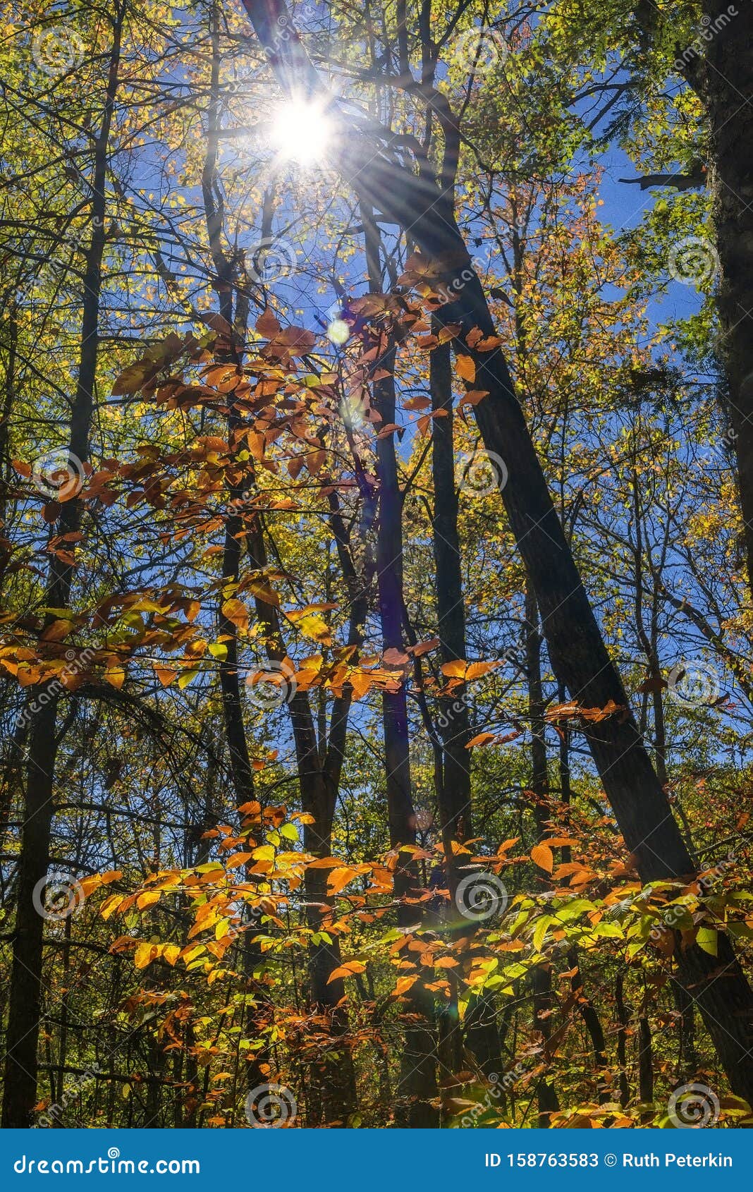 Sun Rays through the Trees stock image. Image of scene - 158763583