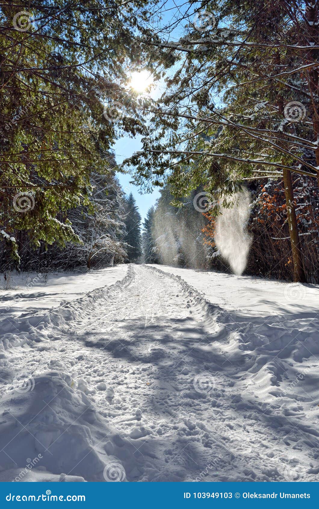 Sun Rays through the Trees in the Winter Forest Stock Image - Image of ...