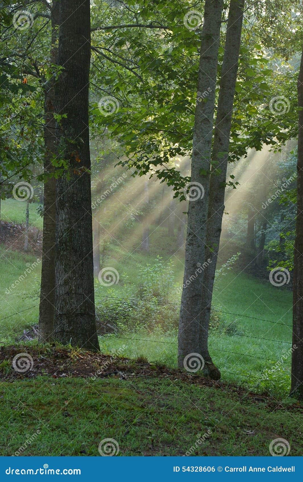 Sun rays through tres stock photo. Image of morning, rays - 54328606