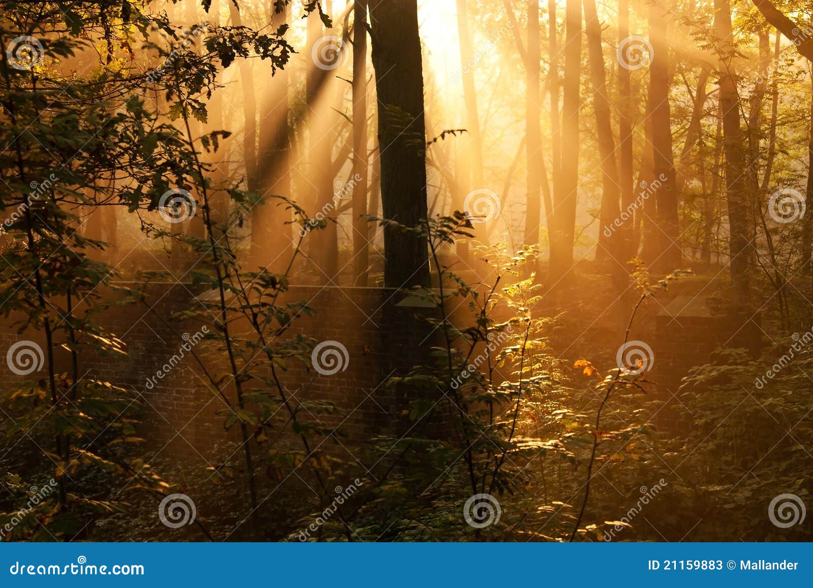 Sun rays in wall-forest stock image. Image of magical - 21159883