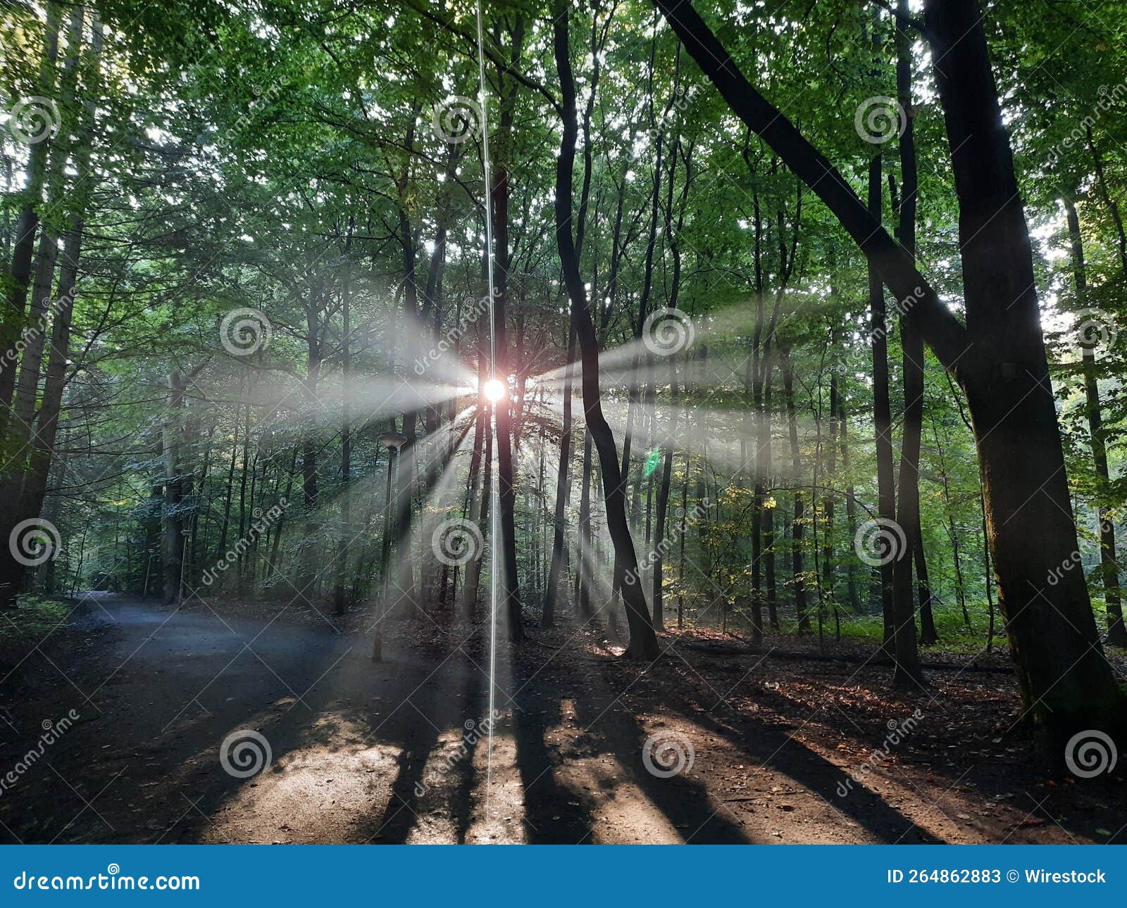 Beautiful Sun Rays among Trees Stock Image - Image of view, forest ...