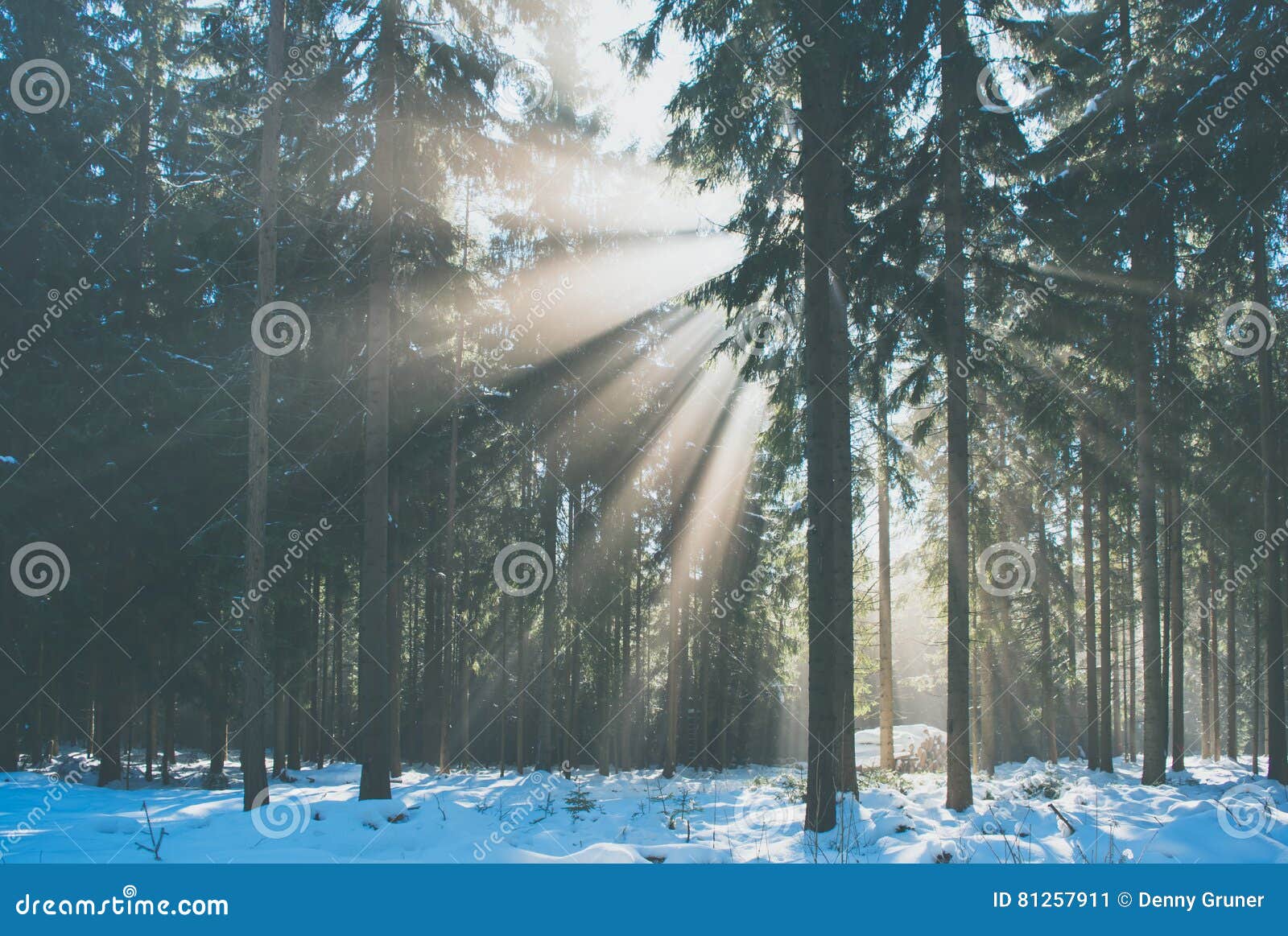 Sun Rays in the Winter Forest Stock Image - Image of cool, weather ...