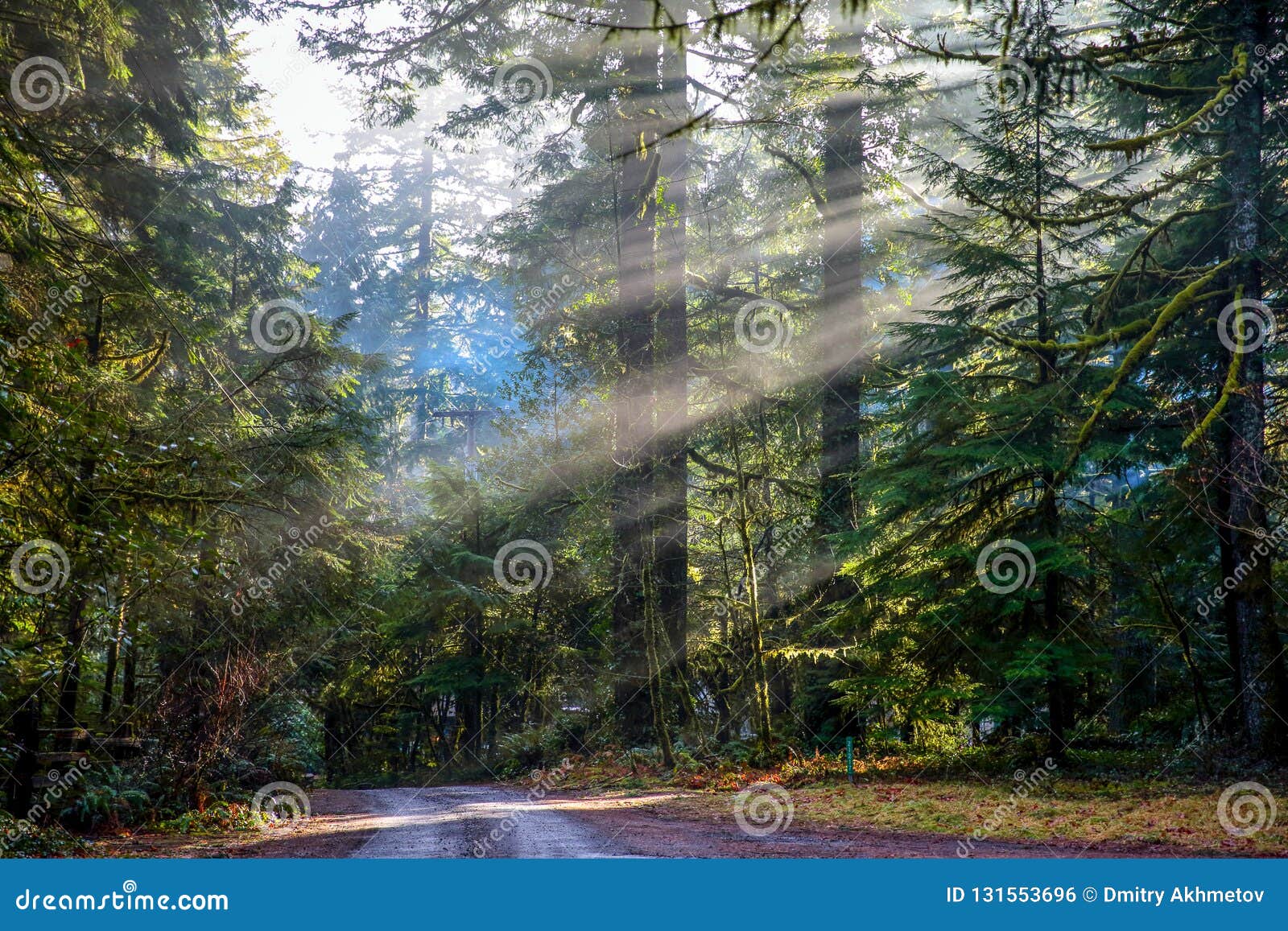 Sun rays through the woods stock photo. Image of natural - 131553696