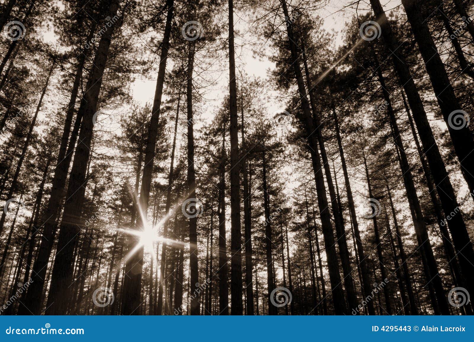 Sun rays in the woods stock image. Image of hour, dark - 4295443