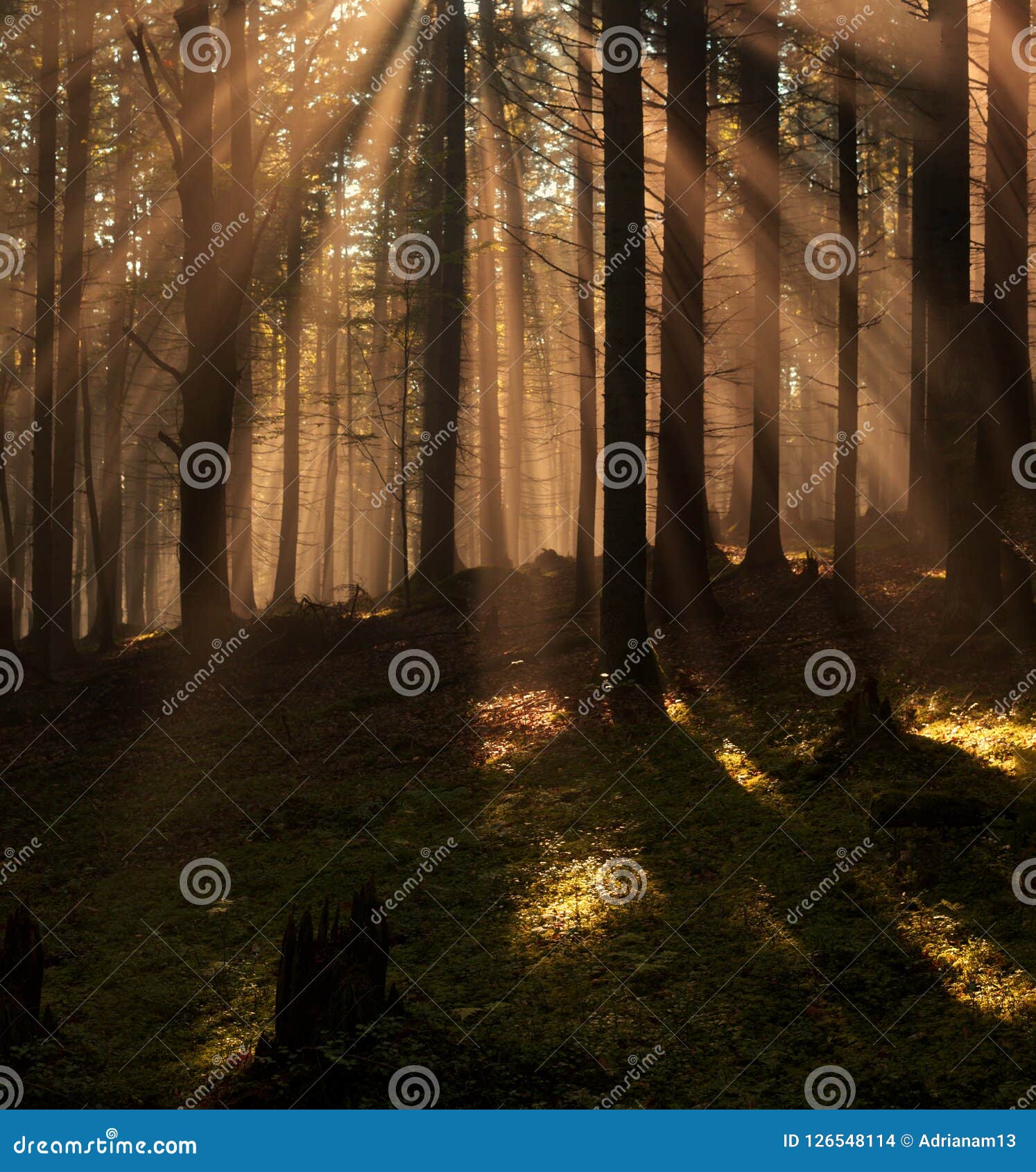 Sun rays in woods. stock photo. Image of rays, beutiful - 126548114
