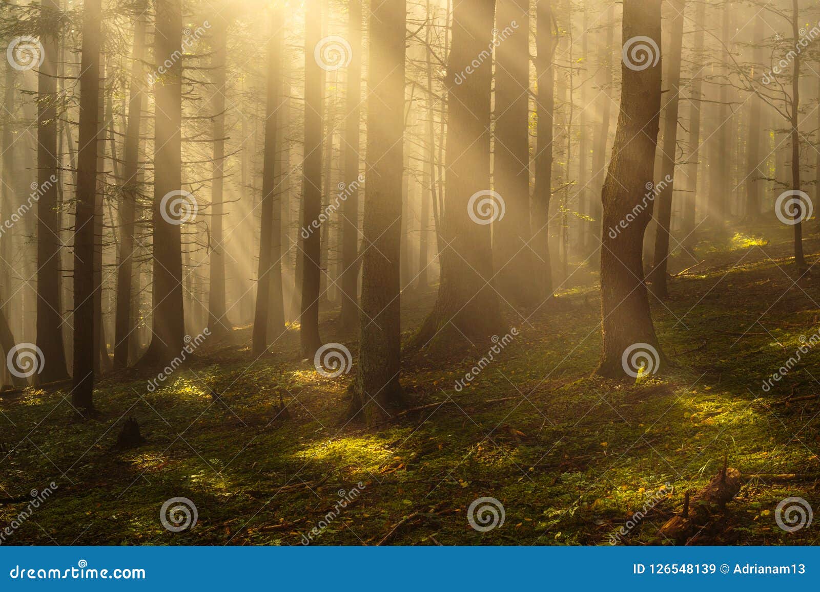 Sun rays in woods. stock image. Image of sunlight, ages - 126548139