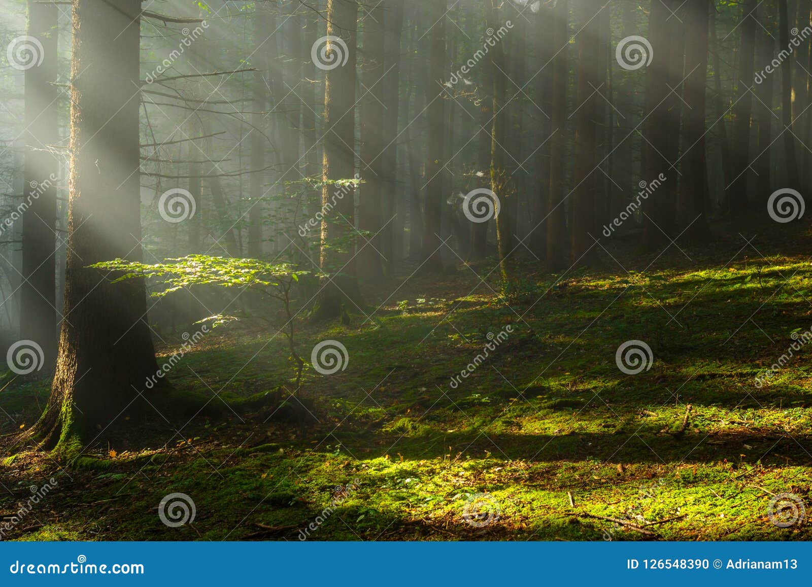 Sun rays in woods. stock photo. Image of sunshine, beautiful - 126548390