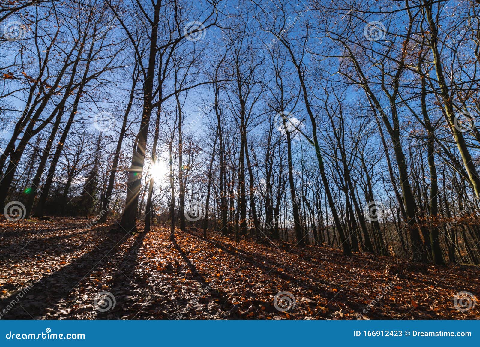 Sun Rays through Woods on a Blue Sky Winter Day Stock Image - Image of ...