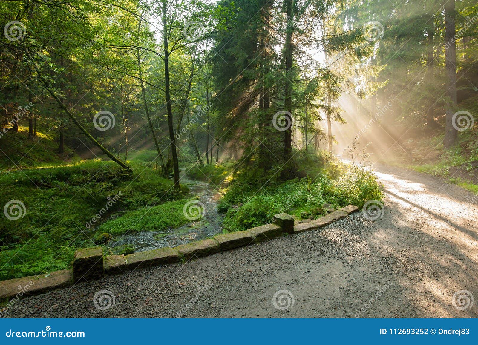 Sun rays in the woods stock photo. Image of beauty, tree - 112693252