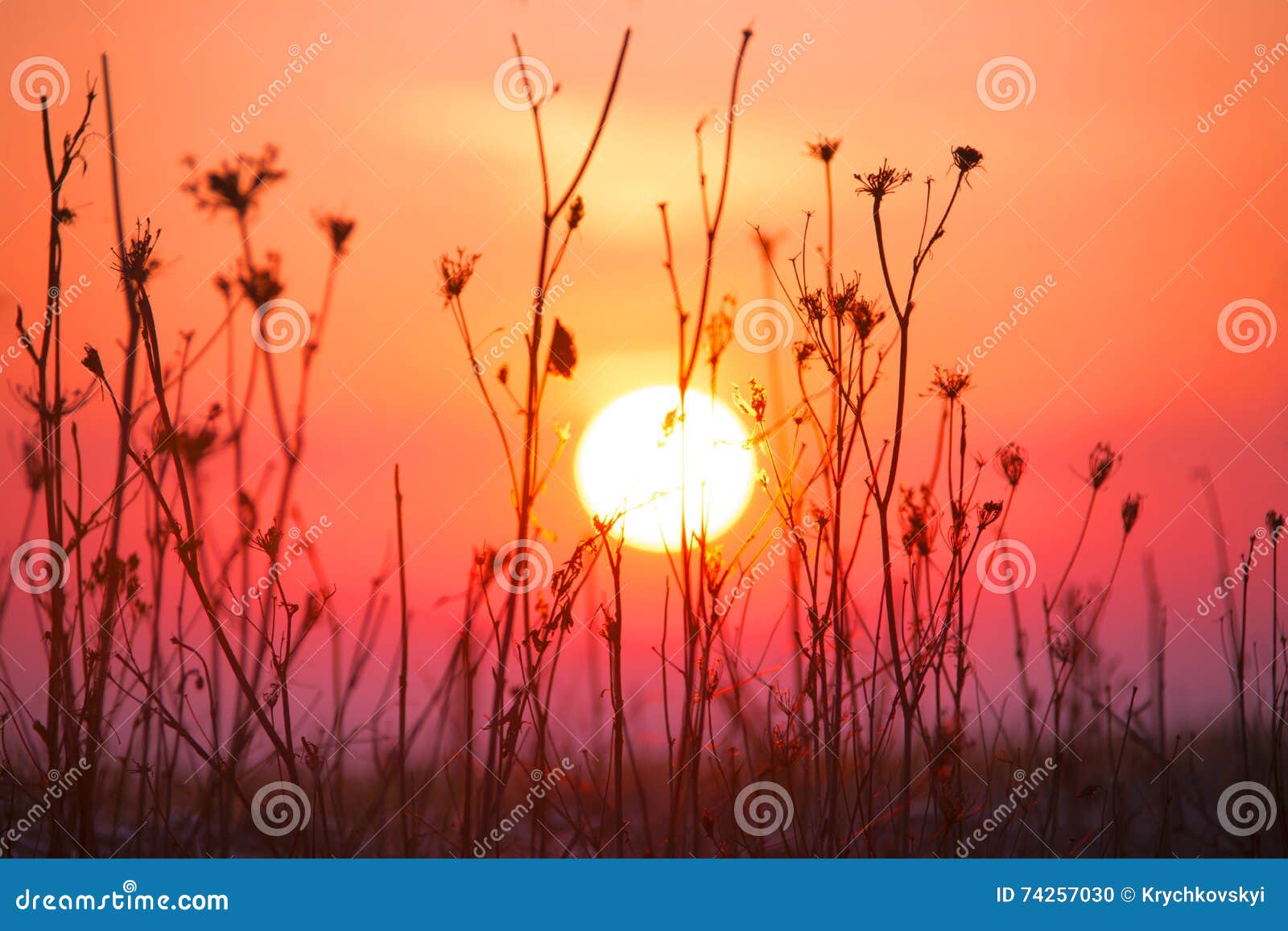 The sun. stock photo. Image of nature, dawn, season, sunset - 74257030