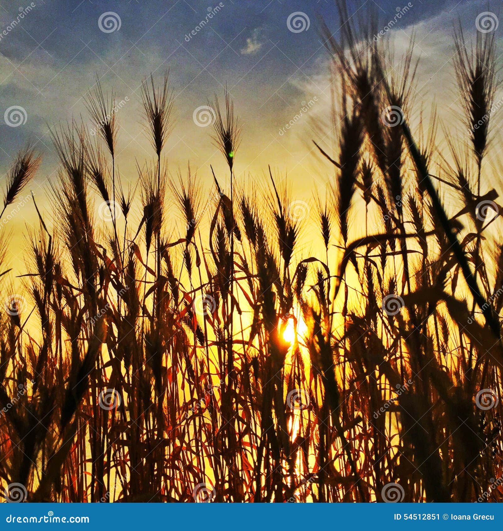 Sun through Reeds at Sunset Stock Image - Image of summer, reeds: 54512851