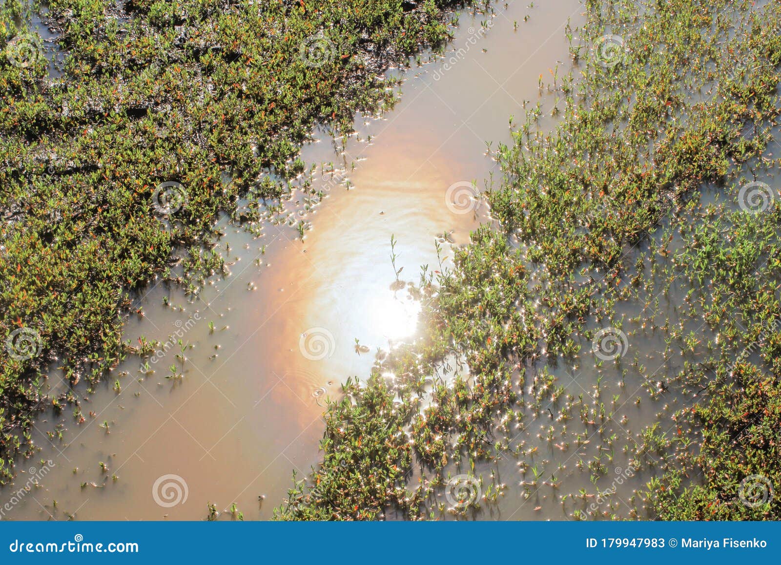 The Sun is Reflected in a Puddle in the Water Stock Image - Image of ...