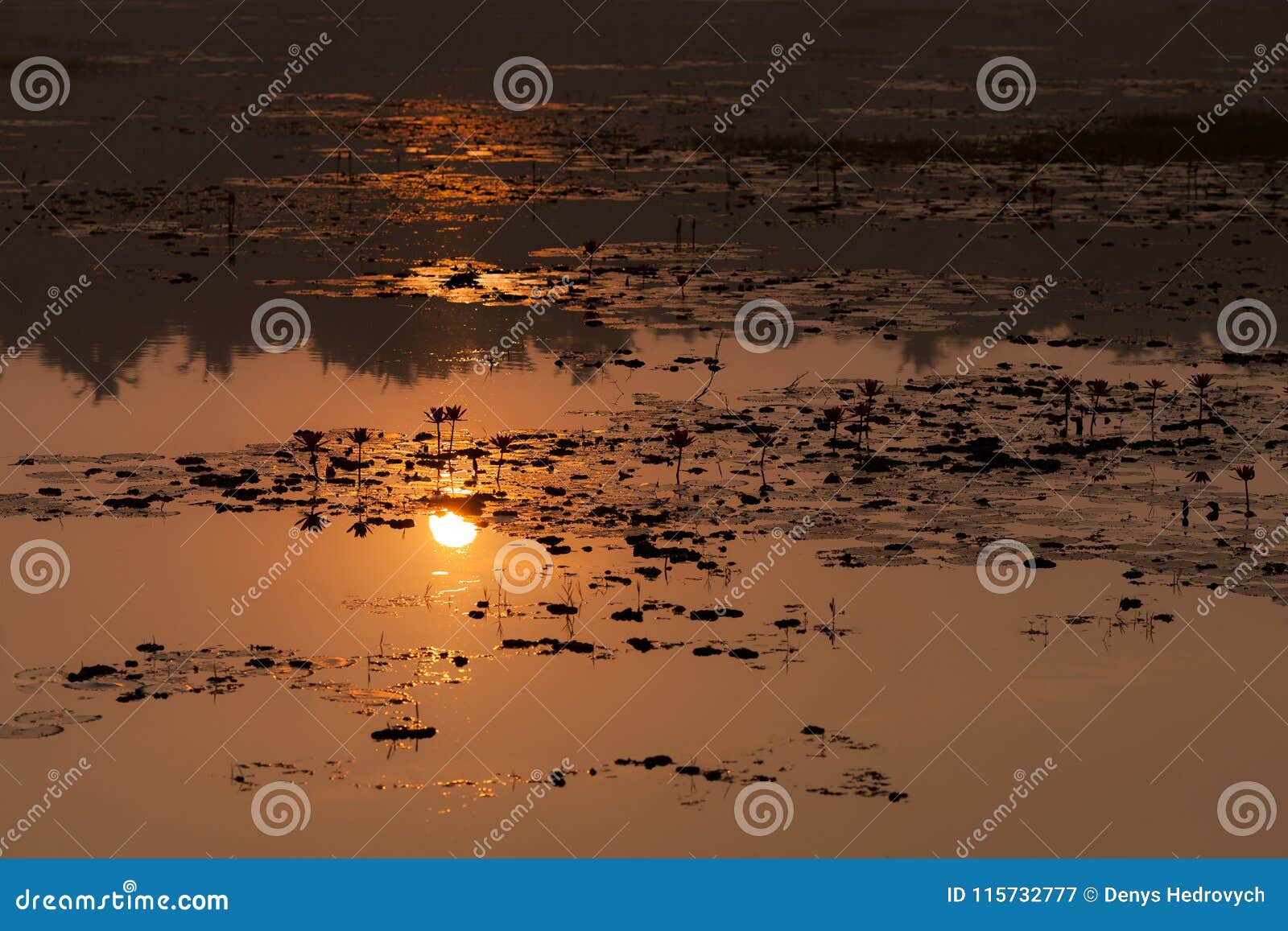 Sun is Reflected from Surface of a Pond with Lotuses. Stock Image ...